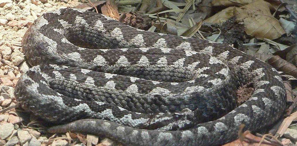 Halálos kígyómarás Szlovéniában: séta közben csapott le a homoki vipera ...