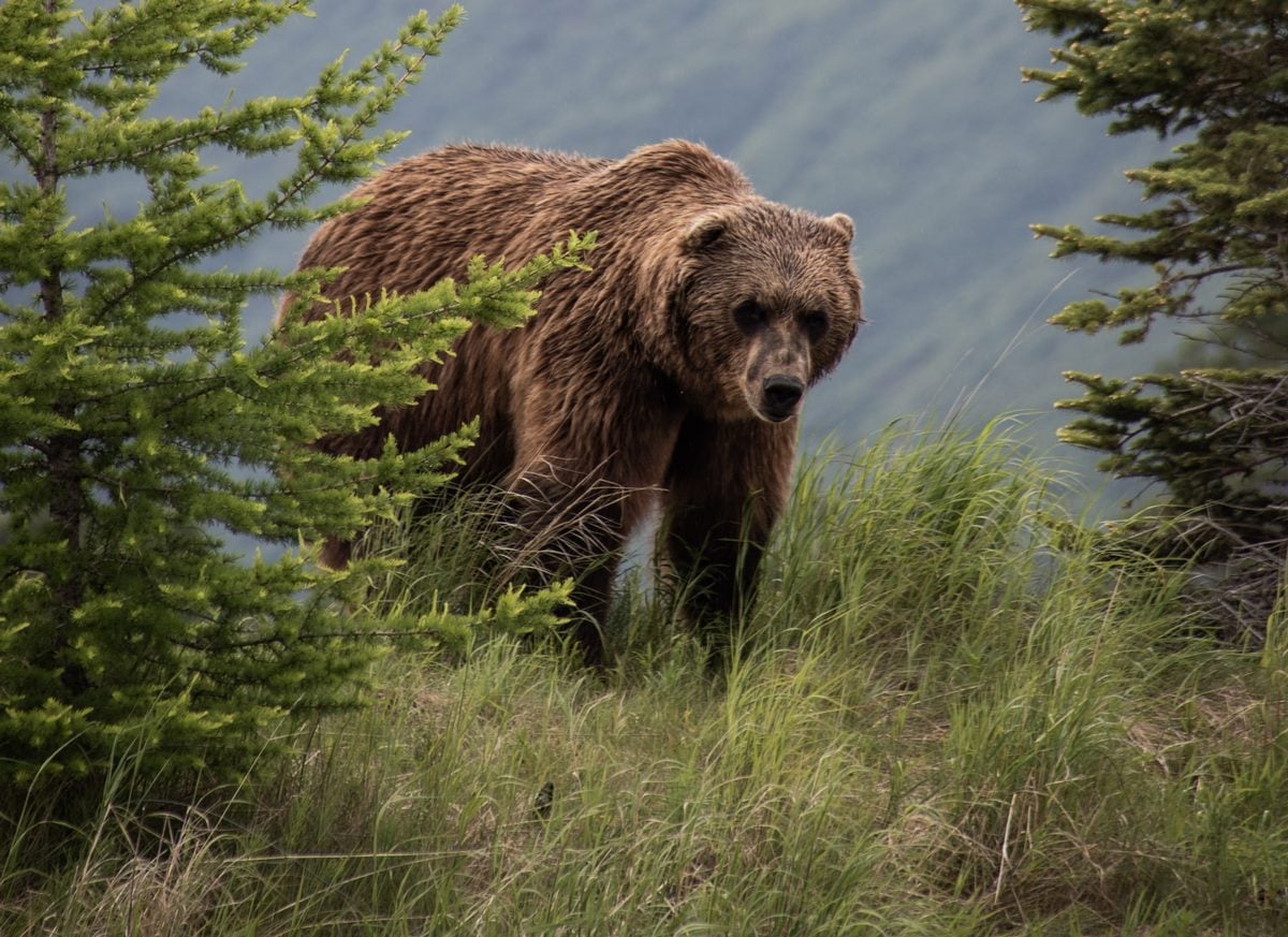 Vérengző medve csapott le Székelyföldön: súlyosan megsebesített egy ...